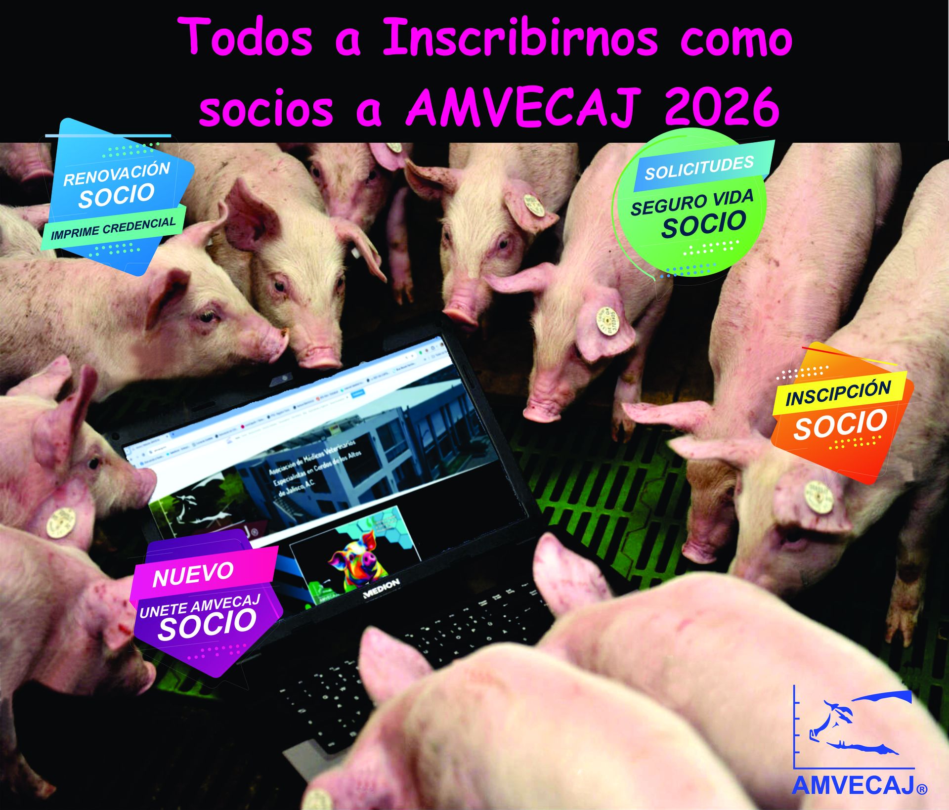 Home | Website AMVECAJ